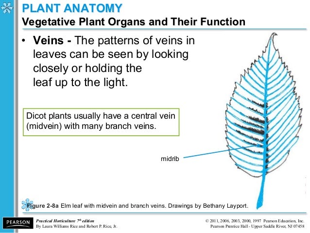 Ch 2 bot nomenclature anatomy phys
