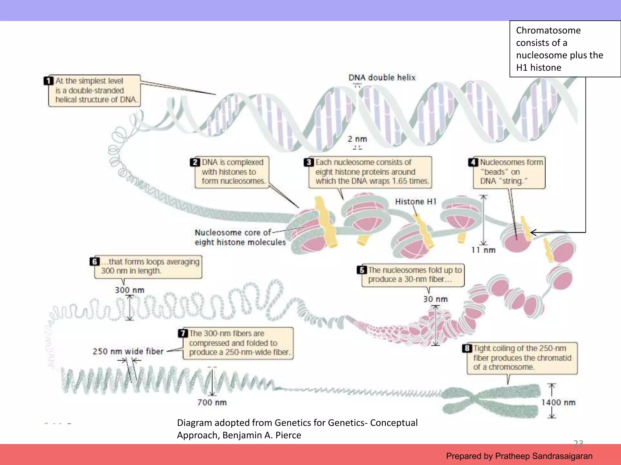 Chromosome structure_.ppt