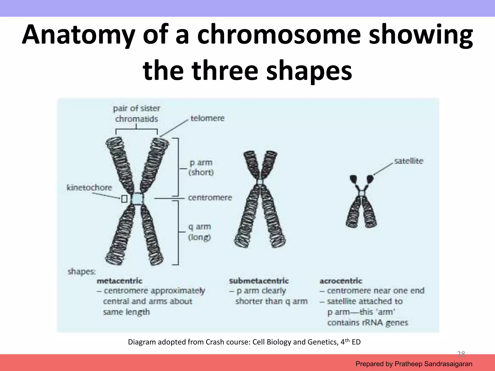 Chromosome structure_.ppt