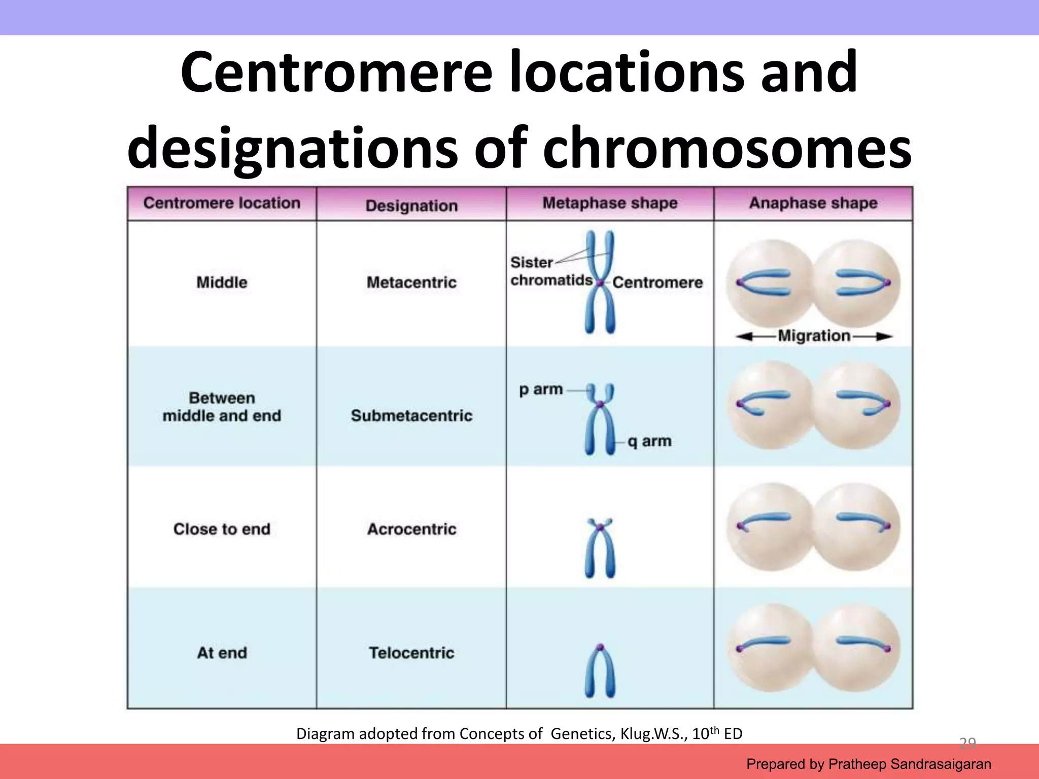 Chromosome structure_.ppt