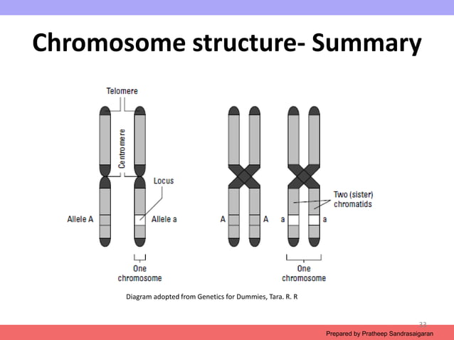 Chromosome structure_.ppt