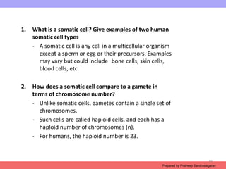 Chromosome structure_.ppt | Biological Sciences | Science