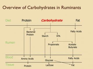 carbohydrates Digestion in Ruminants.pdf
