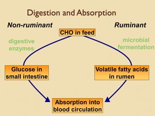 carbohydrates Digestion in Ruminants.pdf