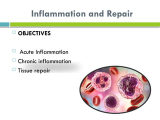 CH 2 PATHOLOGY...inflammation and repair.pptx