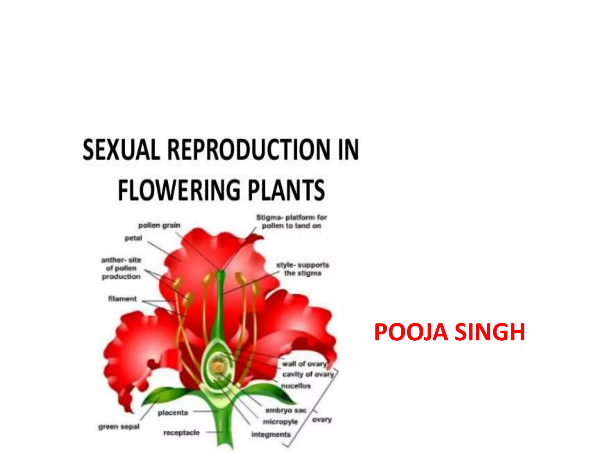 Sexual reproduction in flowering plants | PPTX