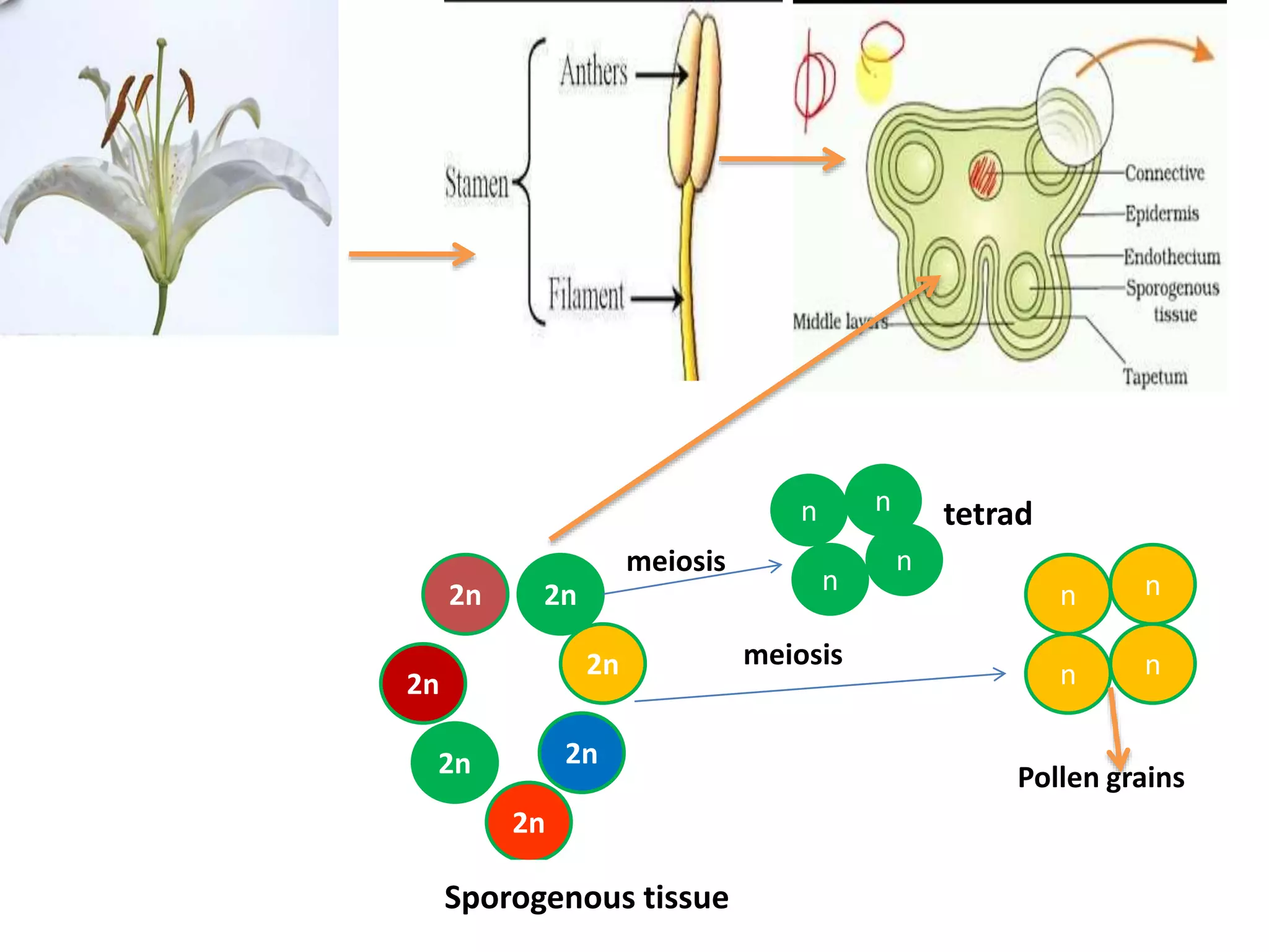 Sexual reproduction in flowering plants | PPTX