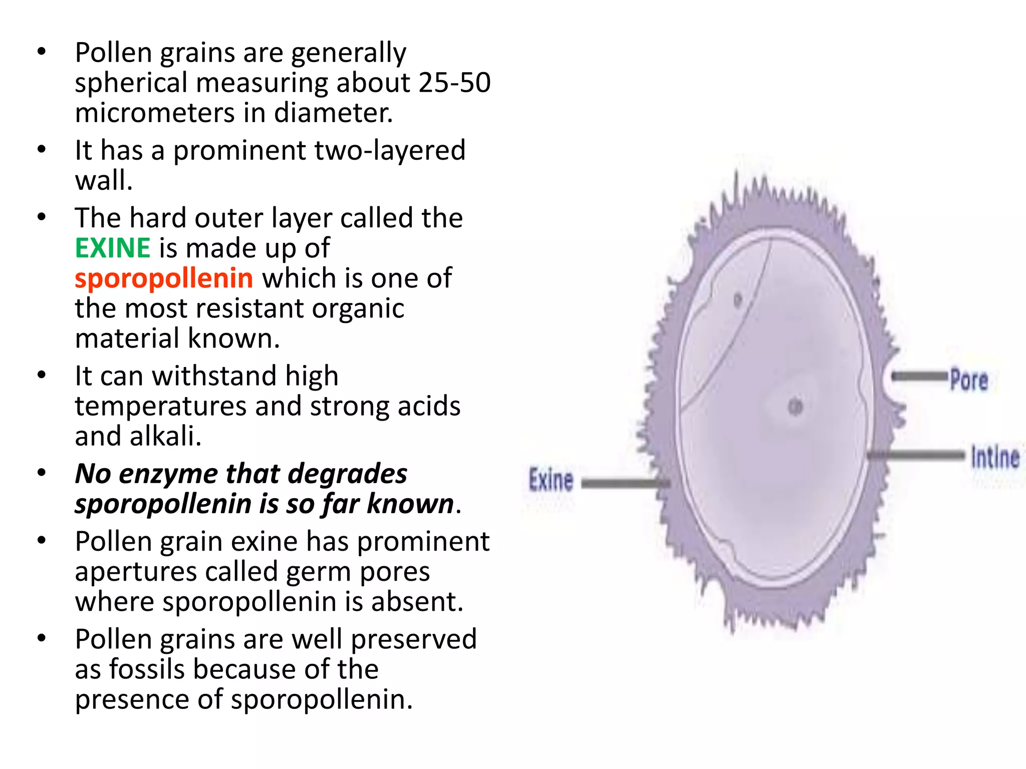 Sexual reproduction in flowering plants | PPTX