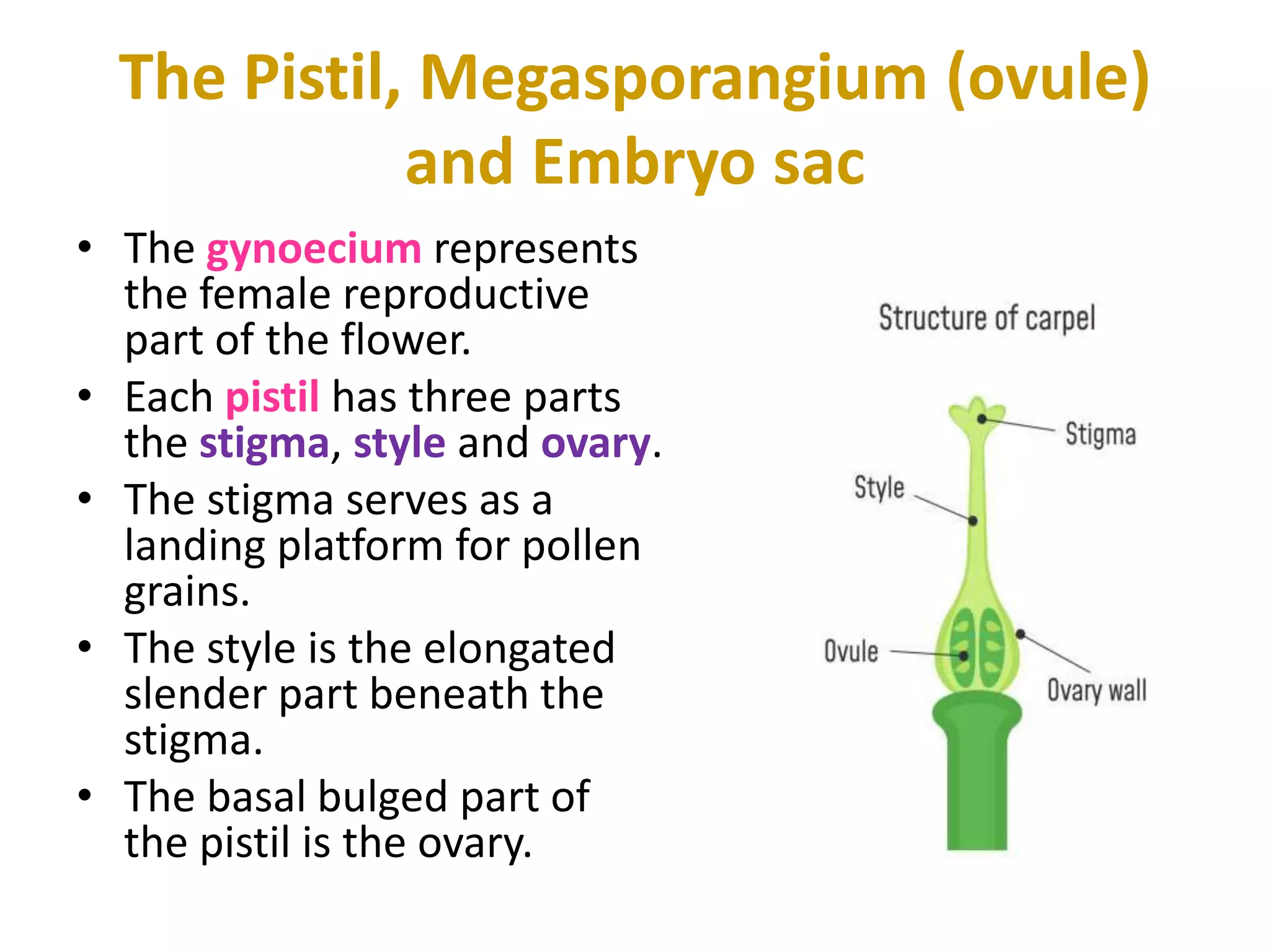 Sexual reproduction in flowering plants | PPTX