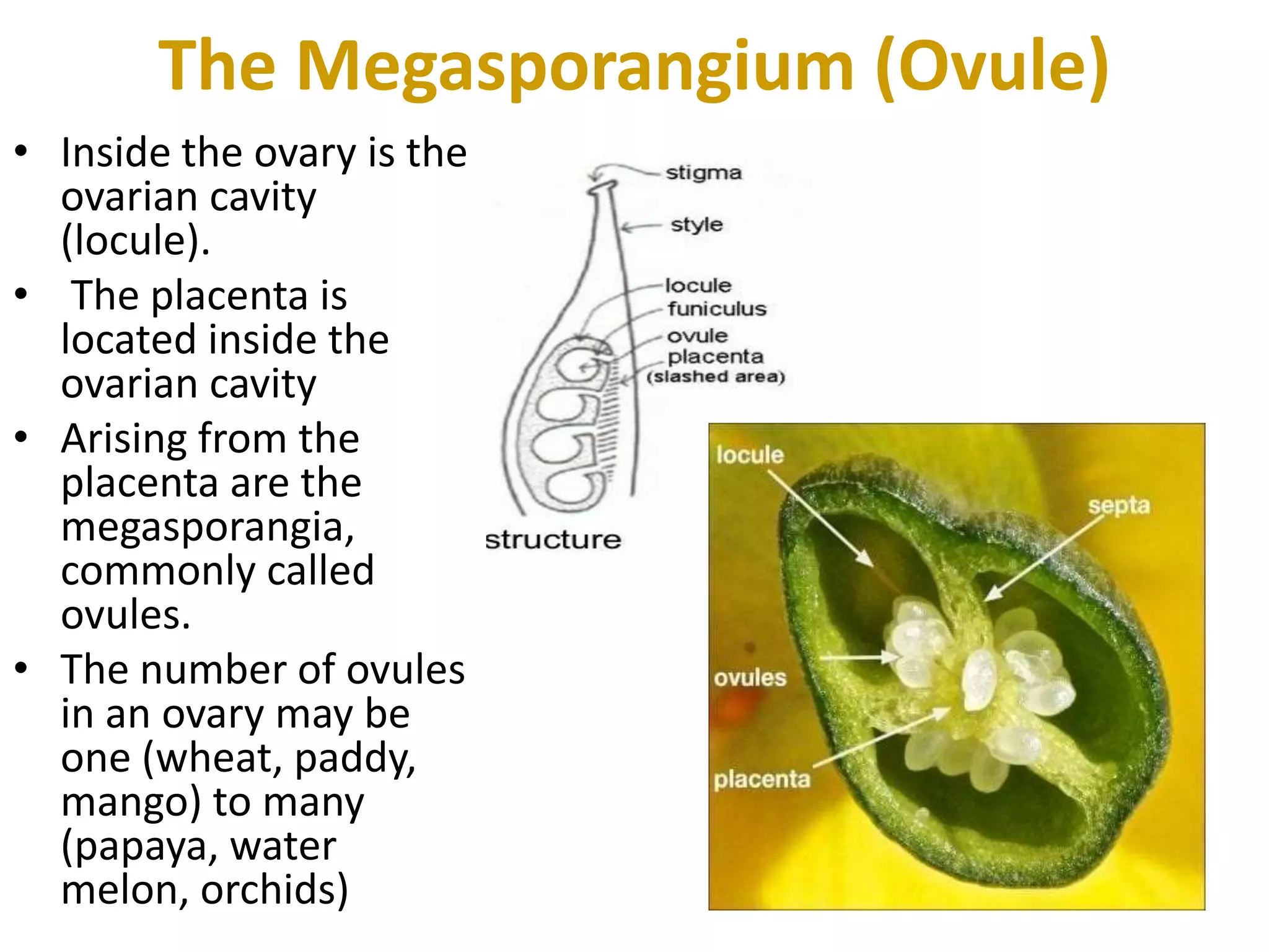 Sexual reproduction in flowering plants | PPTX