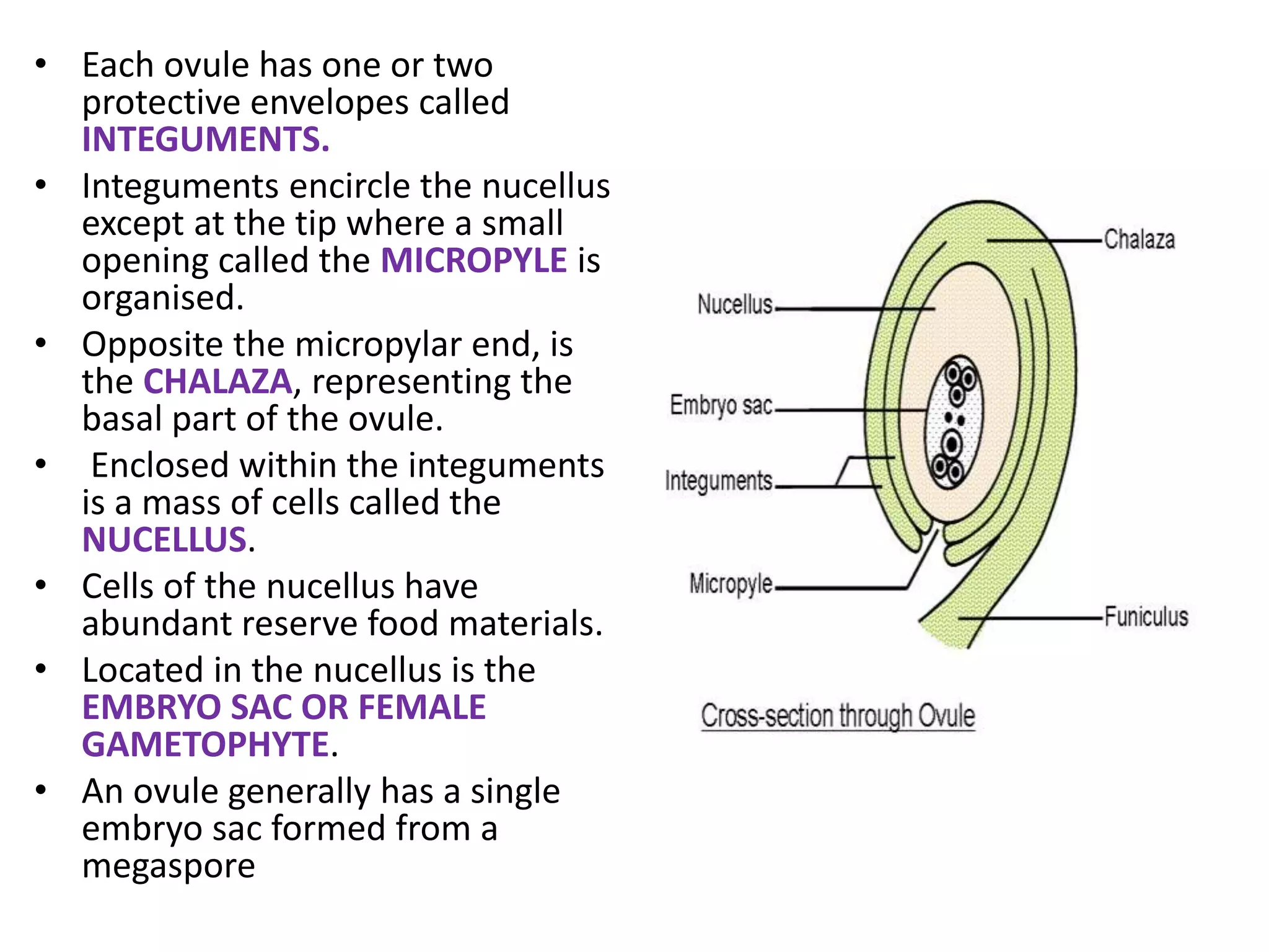 Sexual reproduction in flowering plants | PPTX