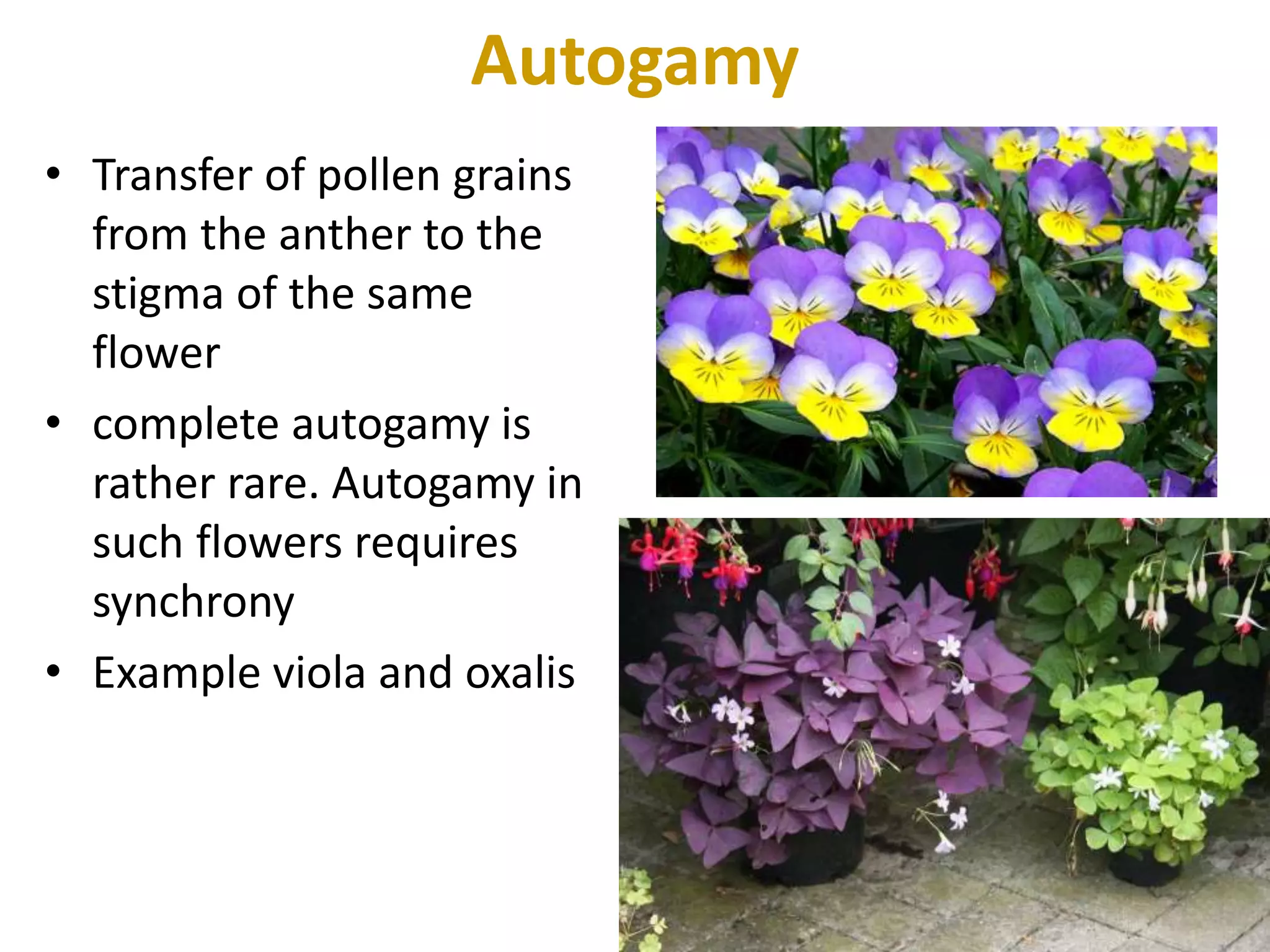 Sexual reproduction in flowering plants | PPTX