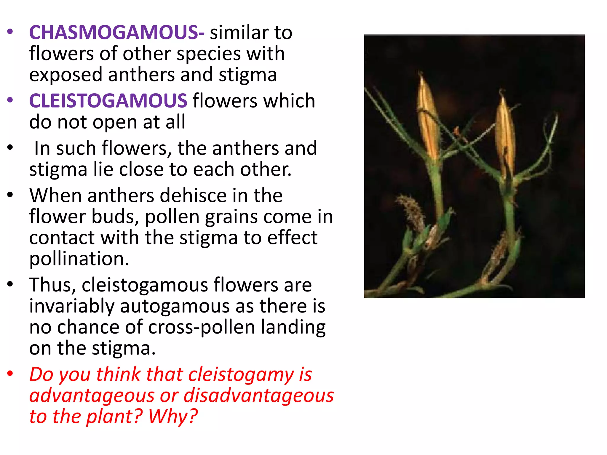 Sexual reproduction in flowering plants | PPTX