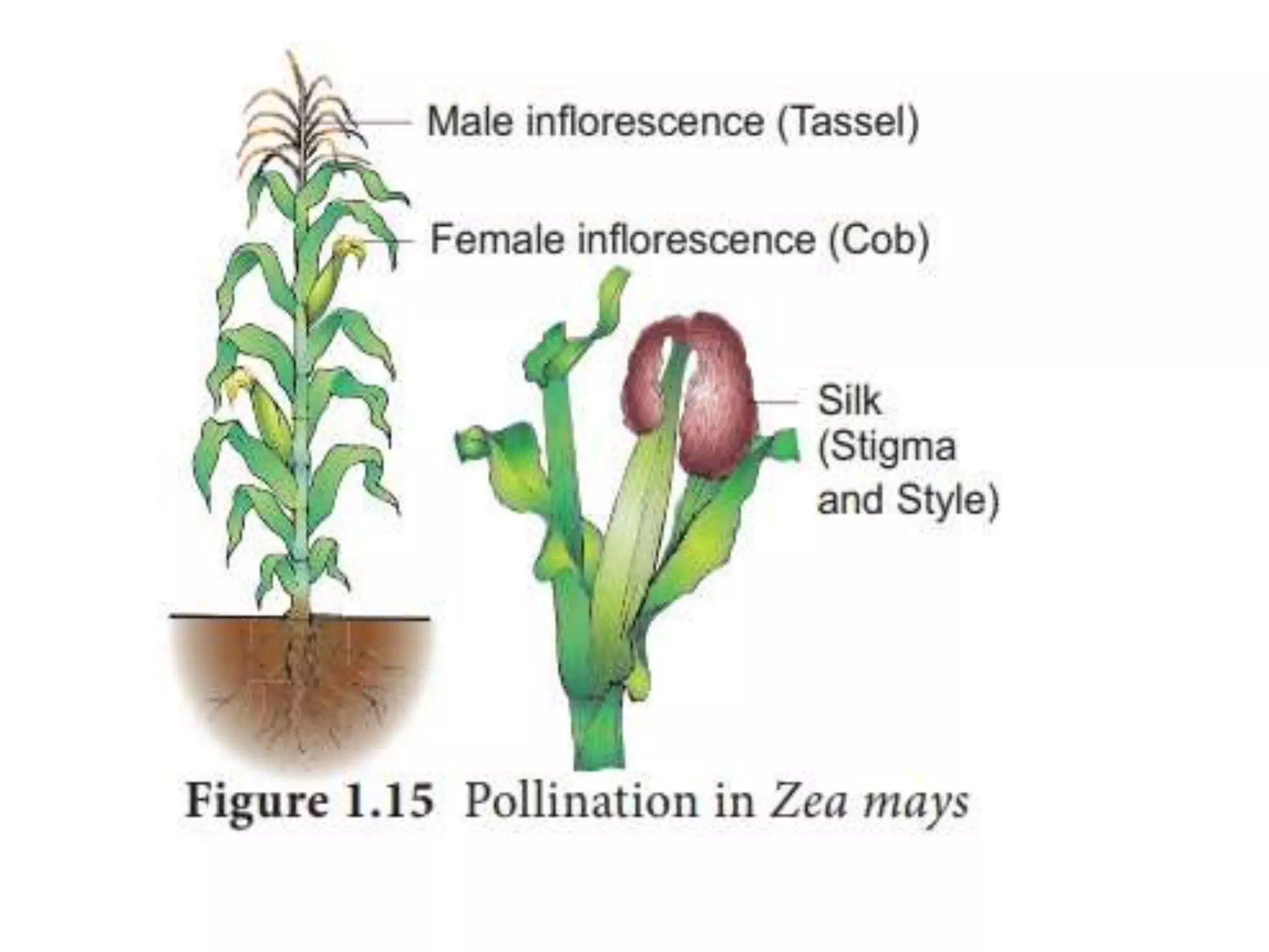 Sexual reproduction in flowering plants | PPTX