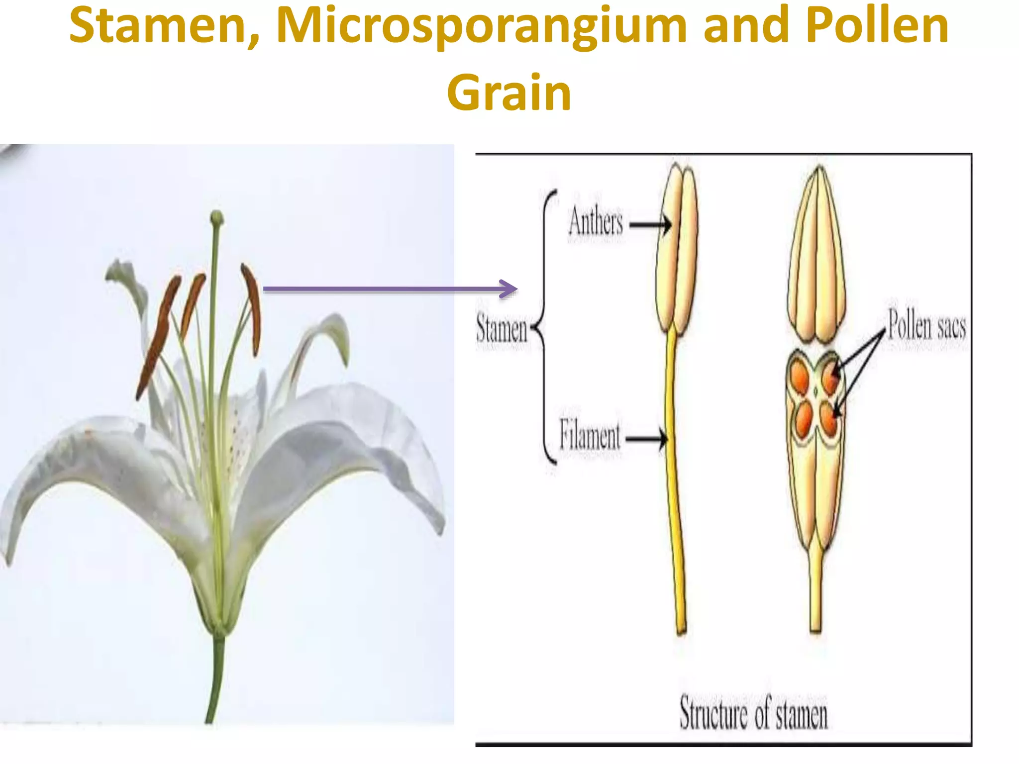 Sexual reproduction in flowering plants | PPTX