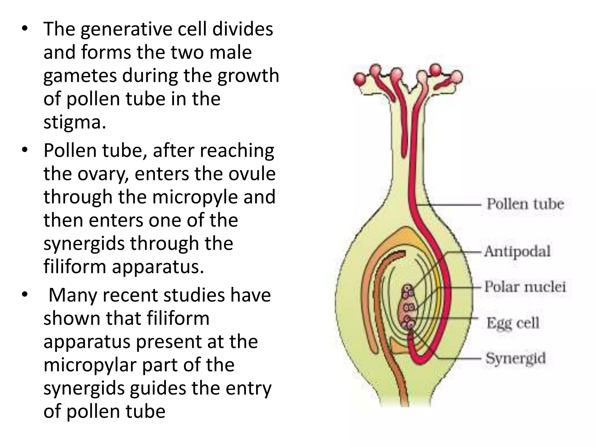 Sexual reproduction in flowering plants | PPTX