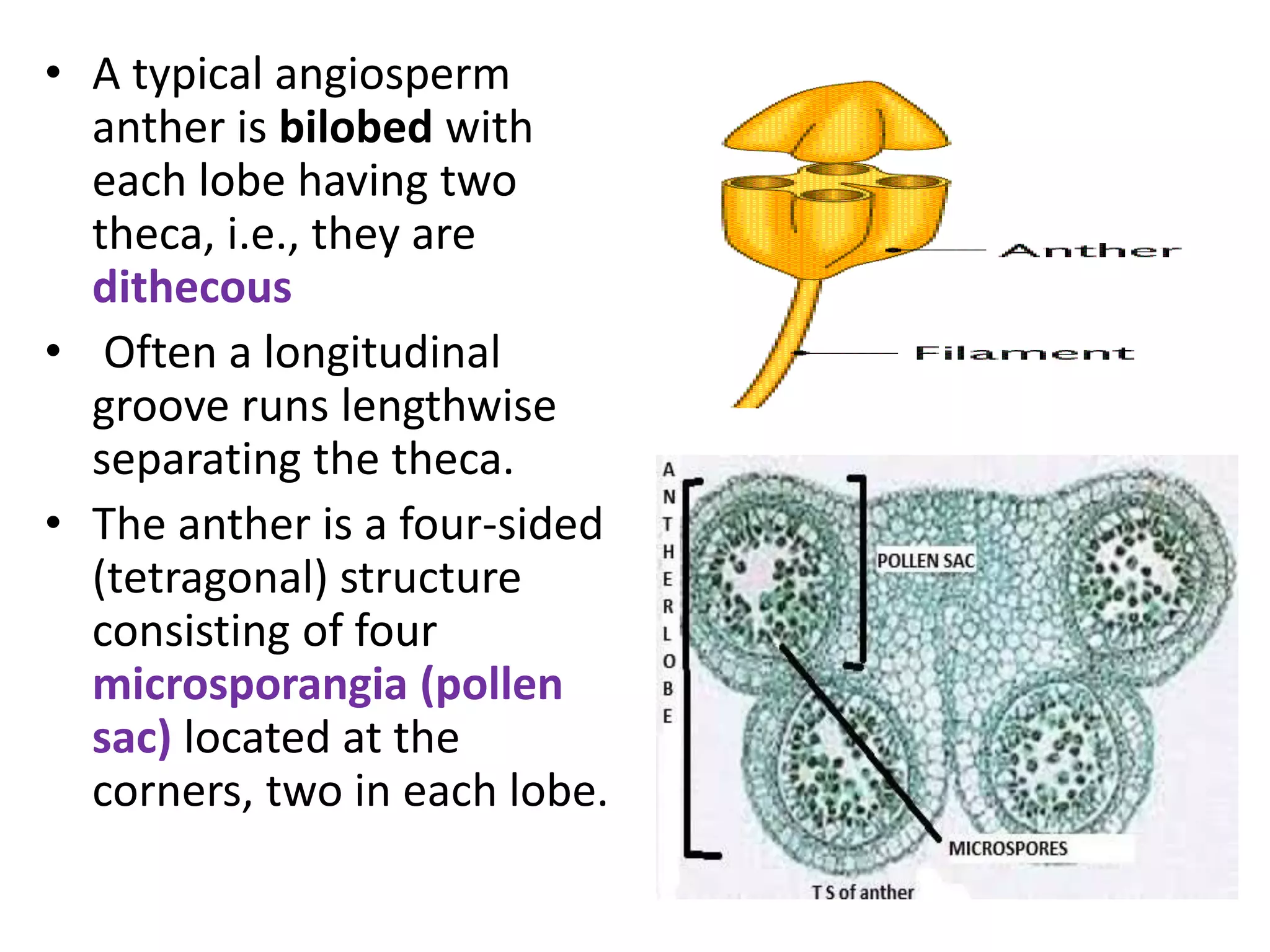 Sexual reproduction in flowering plants | PPTX