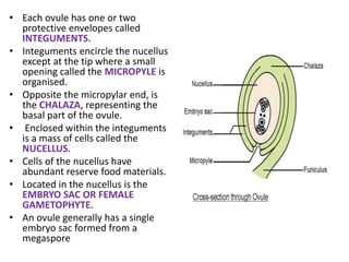 Sexual reproduction in flowering plants | PPTX