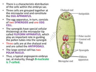 Sexual reproduction in flowering plants | PPTX