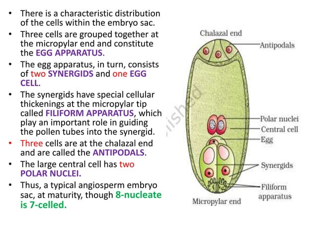 Sexual reproduction in flowering plants | PPTX | Reproductive Health ...