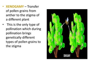 Sexual reproduction in flowering plants | PPTX