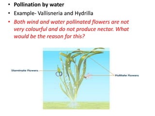 Sexual reproduction in flowering plants | PPTX
