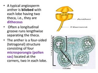Sexual reproduction in flowering plants | PPT