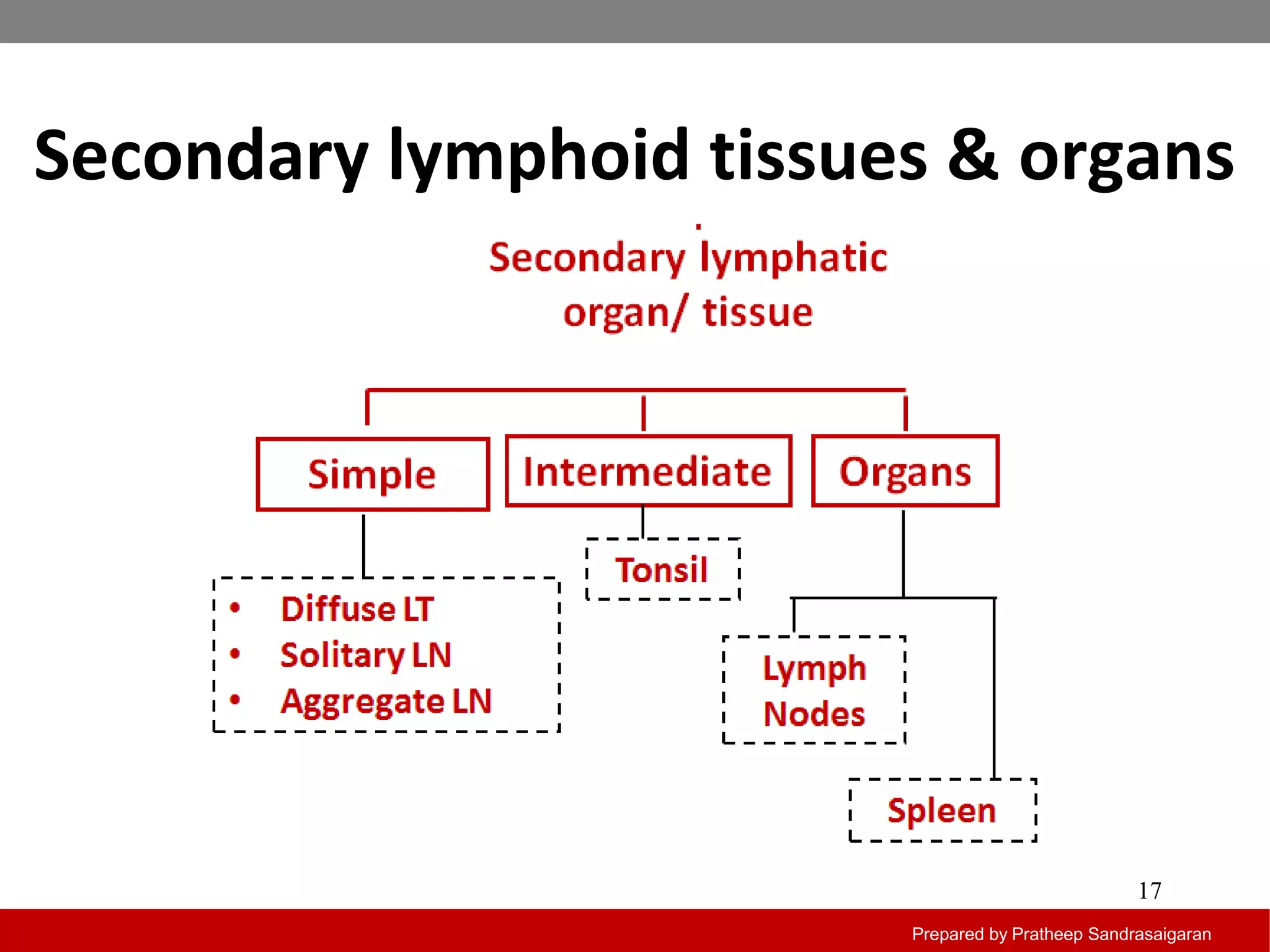 Primary and secondary lymphoid organs | PPT