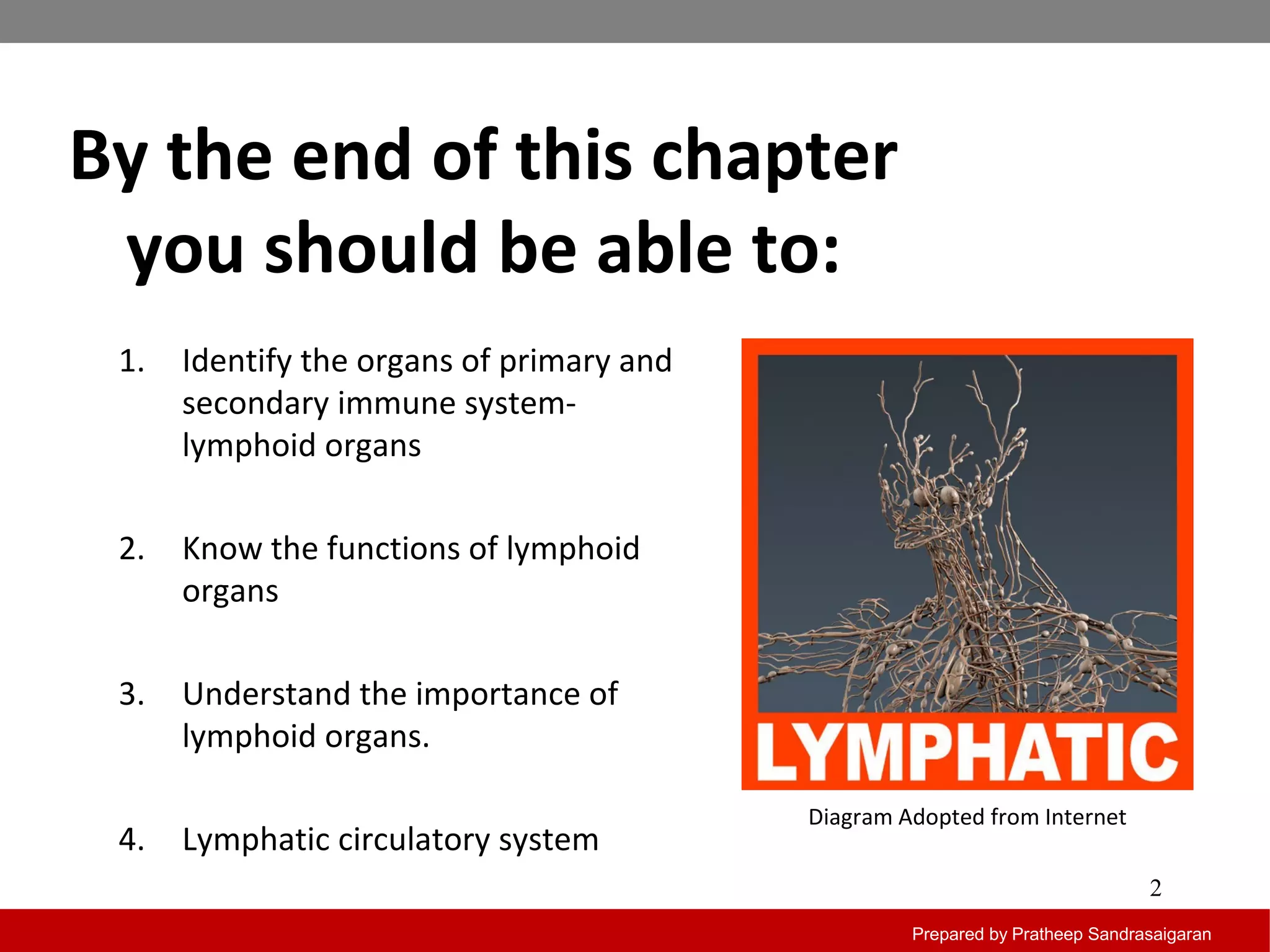 Primary and secondary lymphoid organs | PPT