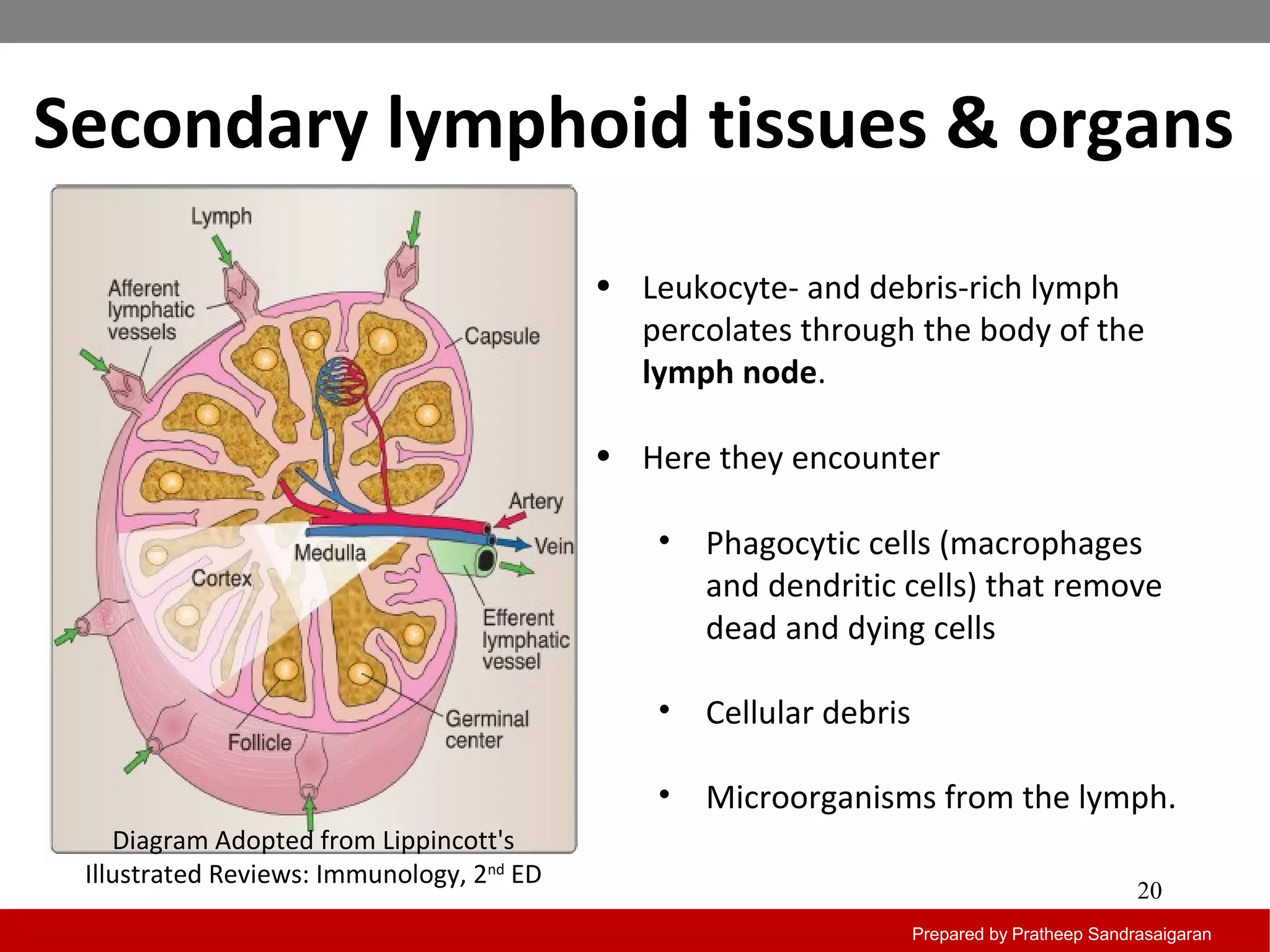 Primary and secondary lymphoid organs | PPT