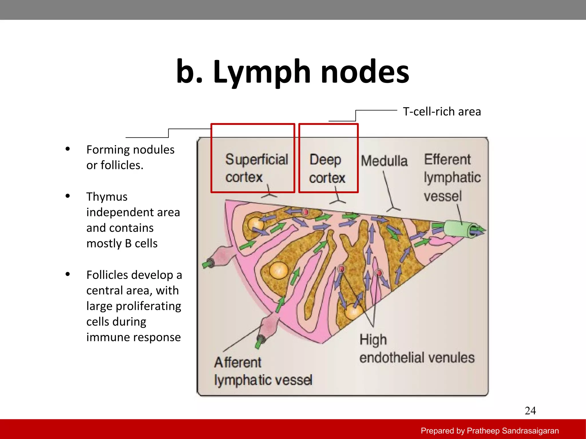 Primary and secondary lymphoid organs | PPT