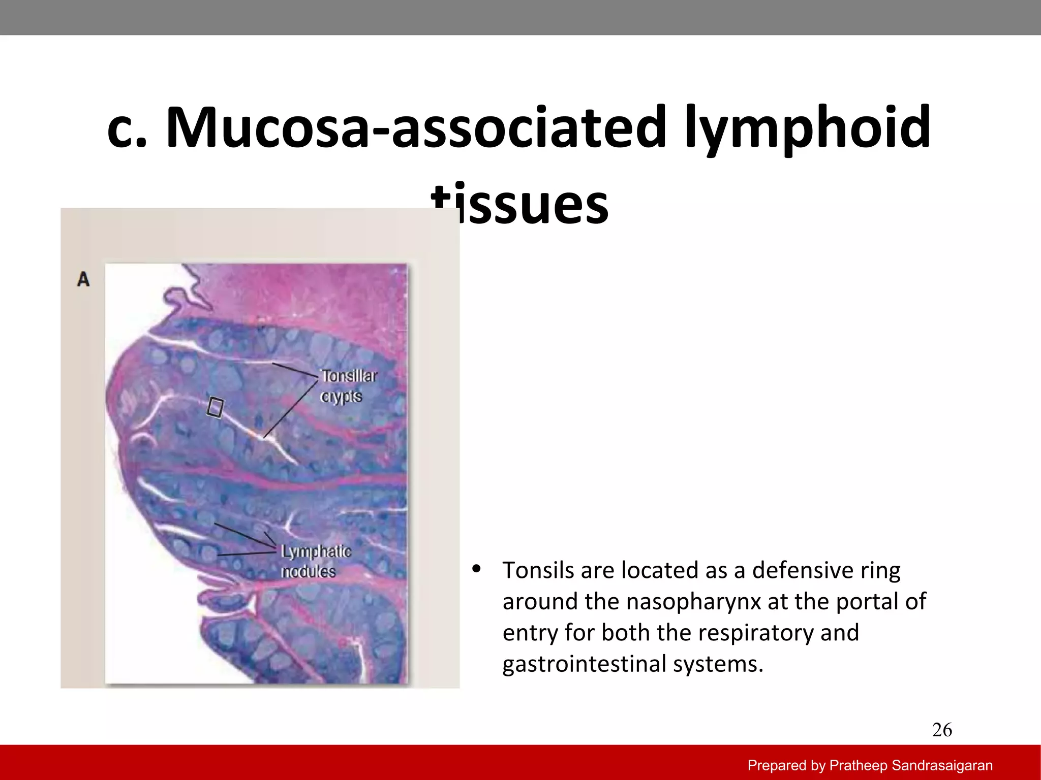 Primary and secondary lymphoid organs | PPT