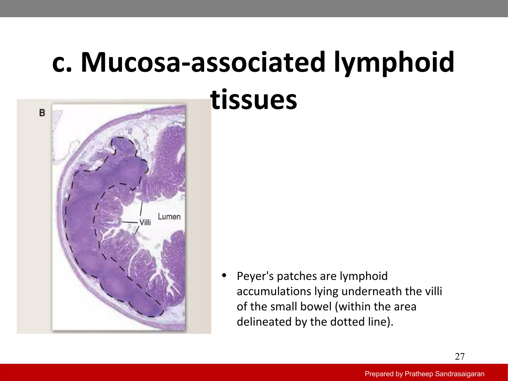 Primary and secondary lymphoid organs | PPT