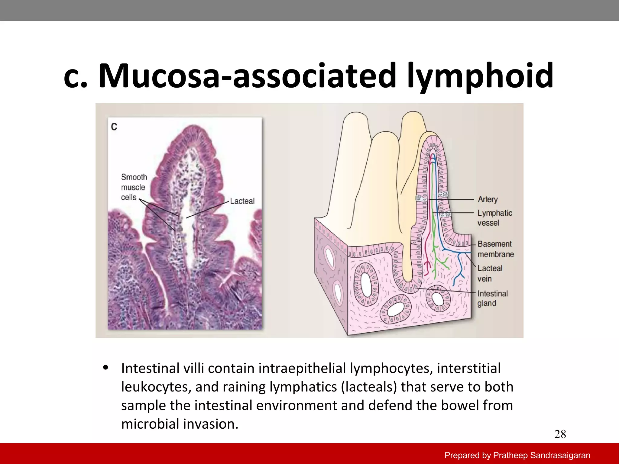 Primary and secondary lymphoid organs | PPT
