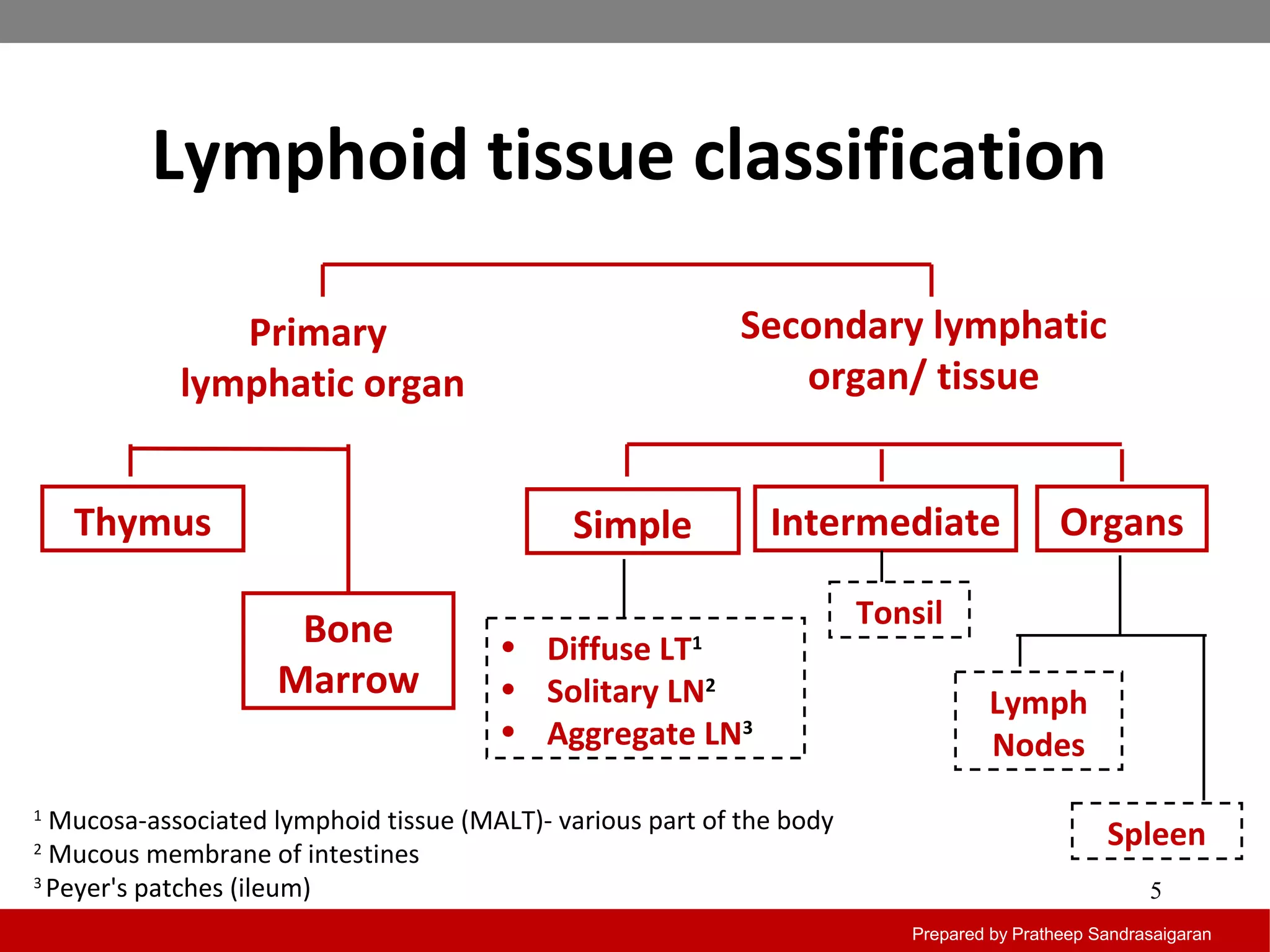 Primary and secondary lymphoid organs | PPT