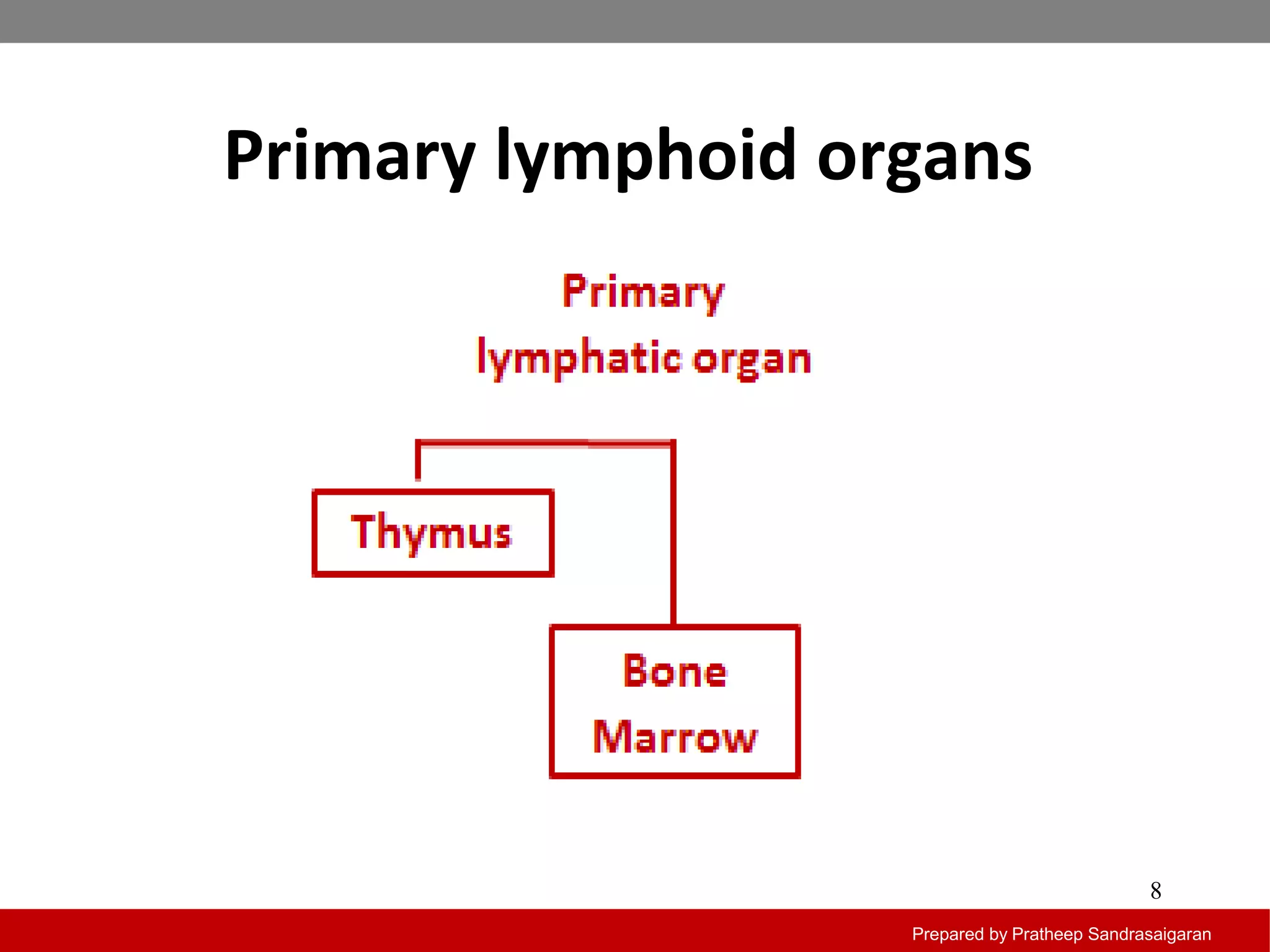 Primary and secondary lymphoid organs | PPT