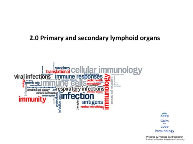 Primary and secondary lymphoid organs | PPT