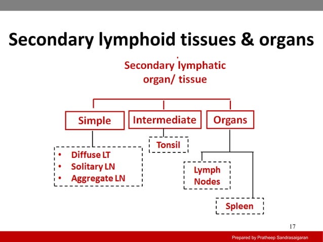 Primary and secondary lymphoid organs | PPT
