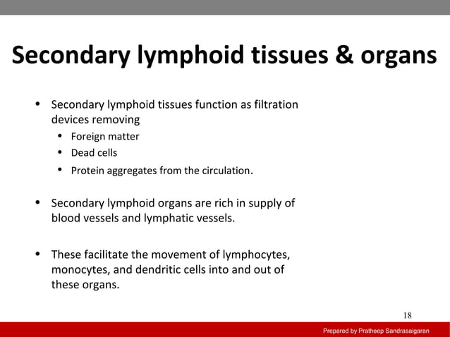 Primary and secondary lymphoid organs | PPT