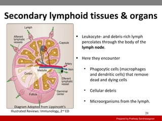 Primary and secondary lymphoid organs | PPT