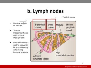 Primary and secondary lymphoid organs | PPT