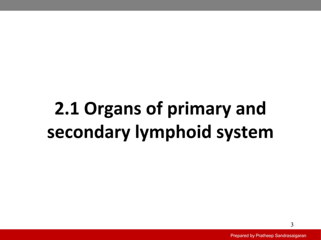 Primary and secondary lymphoid organs | PPT