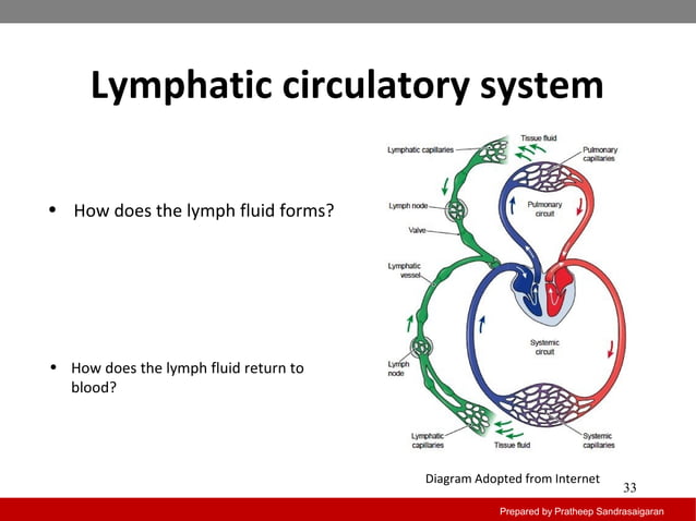Primary and secondary lymphoid organs | PPT