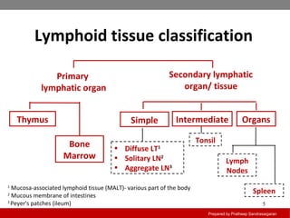 Primary and secondary lymphoid organs | PPT
