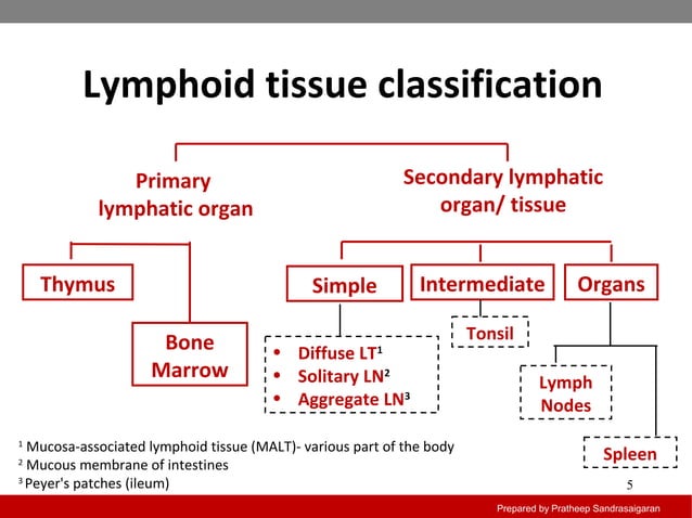 Primary and secondary lymphoid organs | PPT