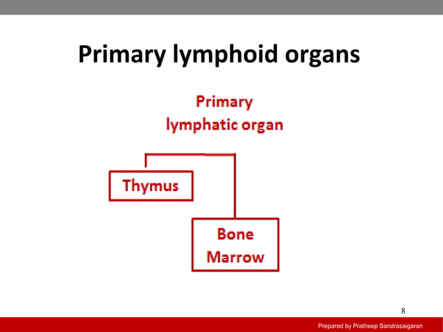 Primary and secondary lymphoid organs | PPT