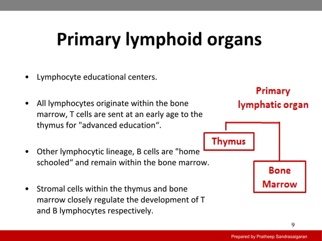 Primary and secondary lymphoid organs | PPT