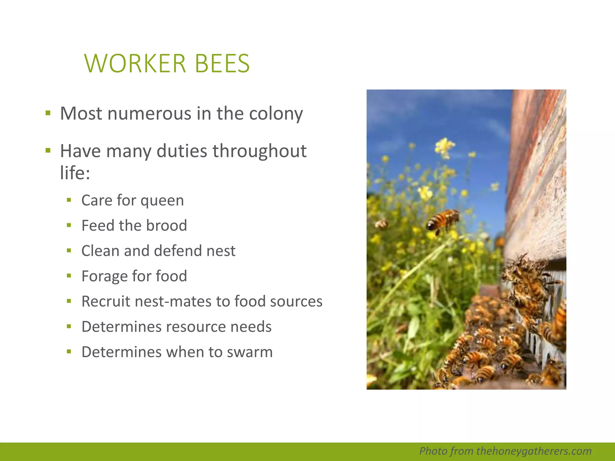 Ch 2 The Honey Bee's World, PPT by Dr. Kristen Healy, Entomologist, LSU ...