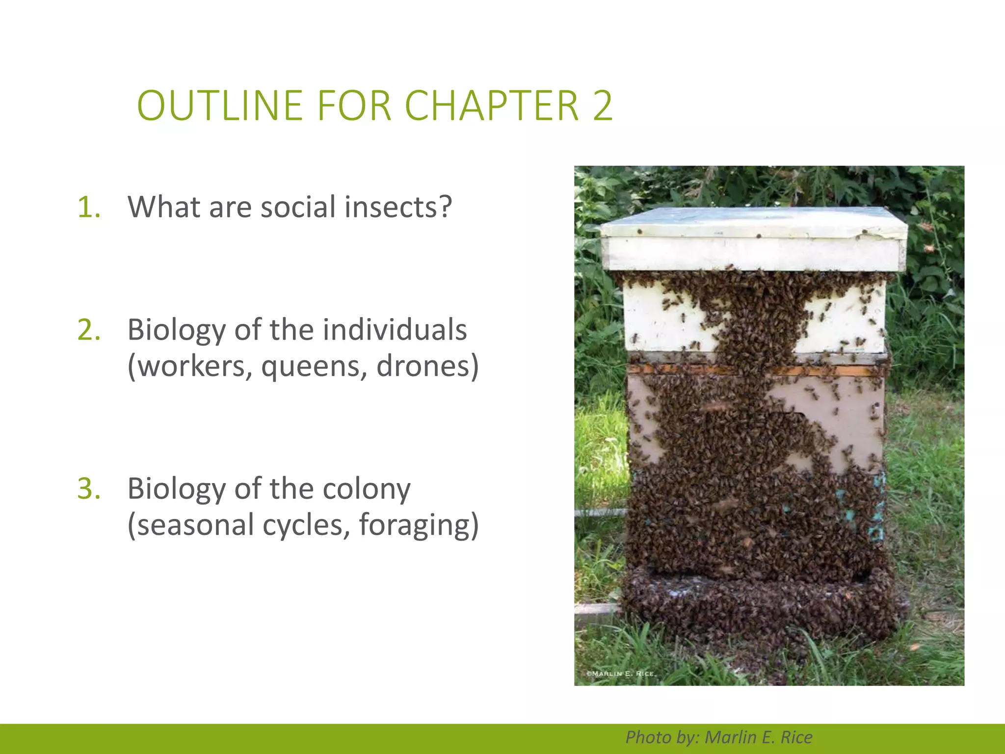 Ch 2 The Honey Bee's World, PPT by Dr. Kristen Healy, Entomologist, LSU ...
