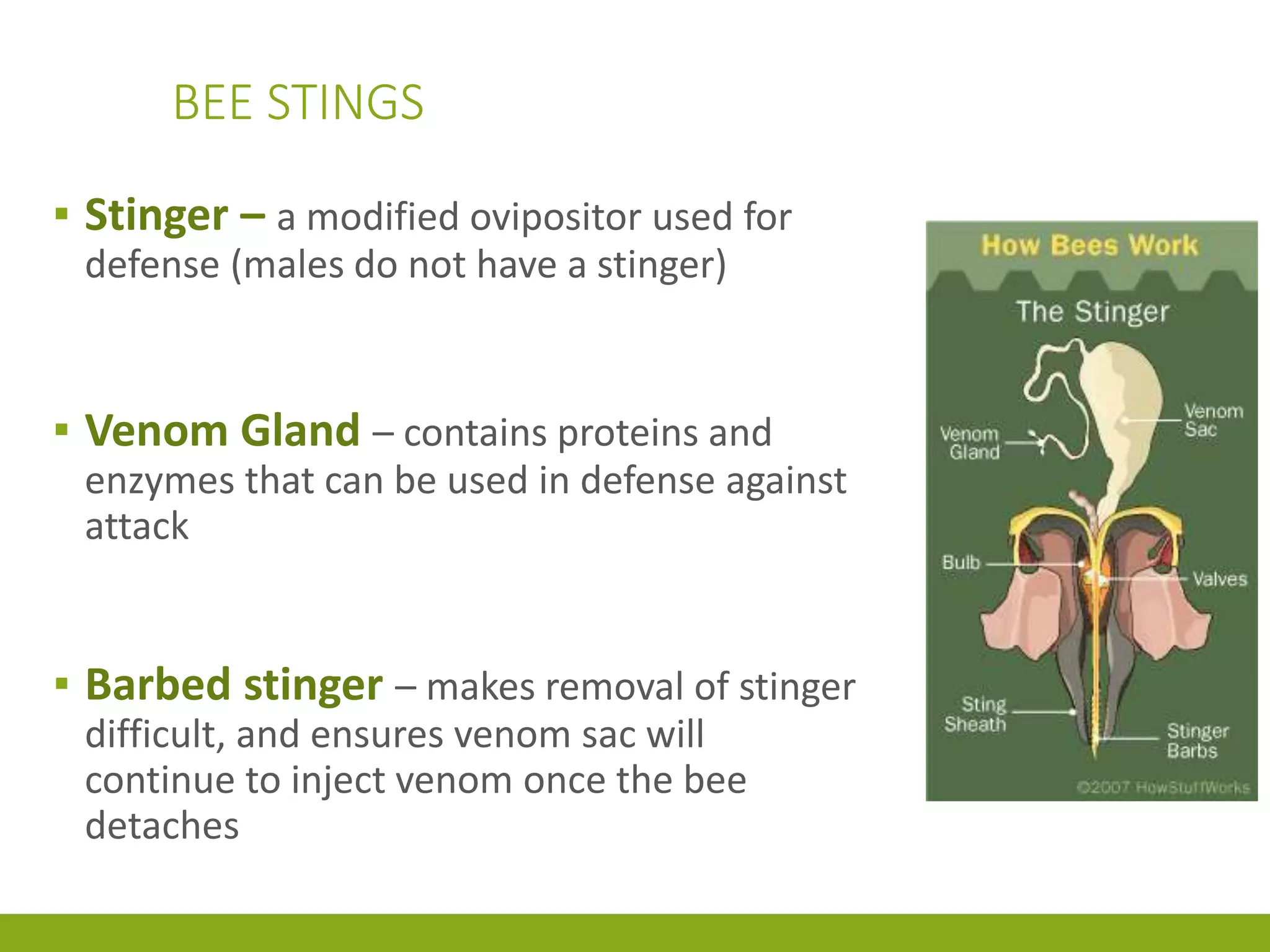 Ch 2 The Honey Bee's World, PPT by Dr. Kristen Healy, Entomologist, LSU ...